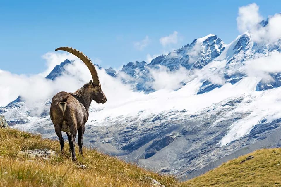 Steenbok (dier): 15 Beste parken om ze te zien in het wild