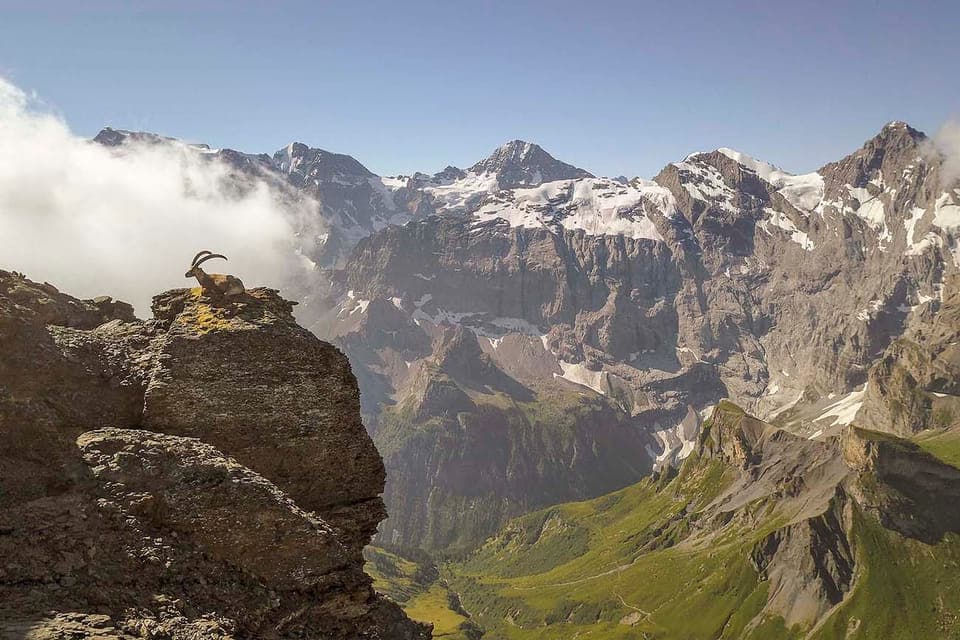 Steenbok (dier): 15 Beste plekken om ze te zien