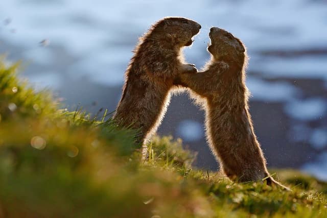Alpenmarmot: Alle feiten en locaties om dit dier te zien