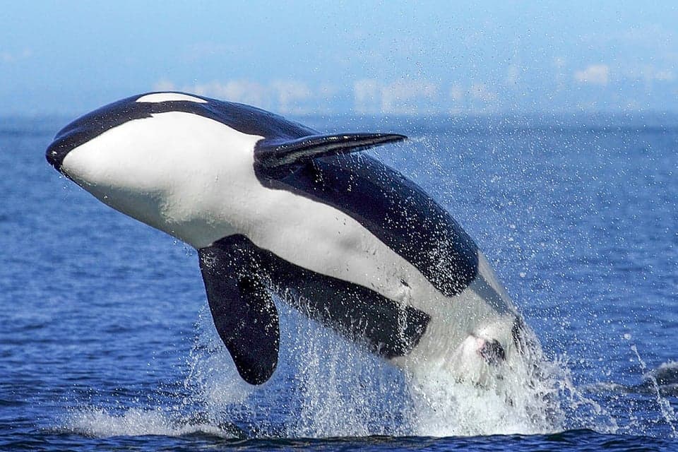 Orka excursie in Vancouver: Beste tips en een goed alternatief!