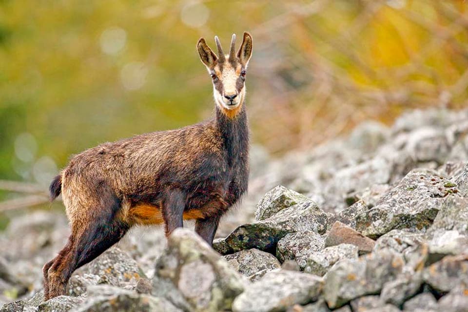 Gems: Beste plekken om dit dier te zien - Droomplekken.nl