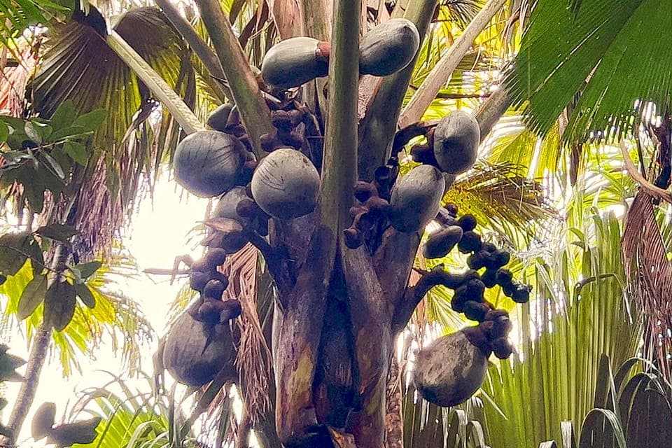 Vallée de Mai: Zo gevaarlijk zijn Coco de Mer noten!