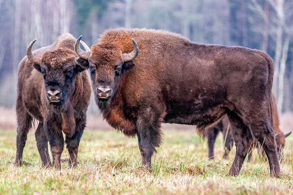Zuid-Kennemerland Nationaal Park: 15 Bezienswaardigheden en wandelen