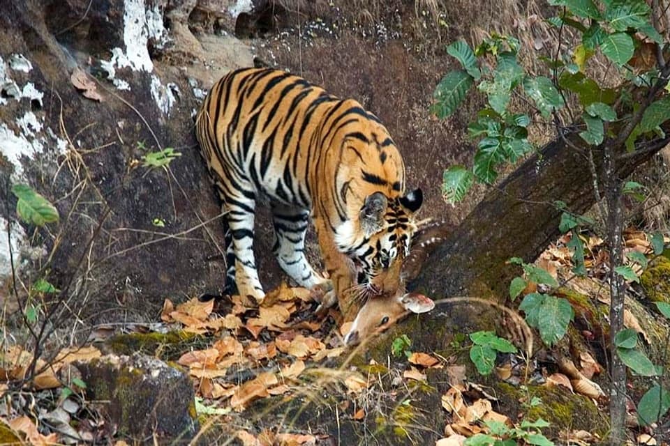 Tijger: Beste plekken om dit roofdier in het wild te zien