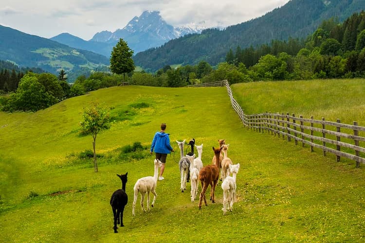Wandelen met alpaca's: Alles over deze excursie