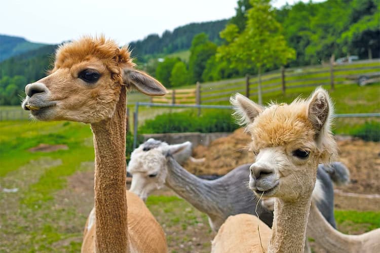 Wandelen met alpaca's: Alles over deze excursie