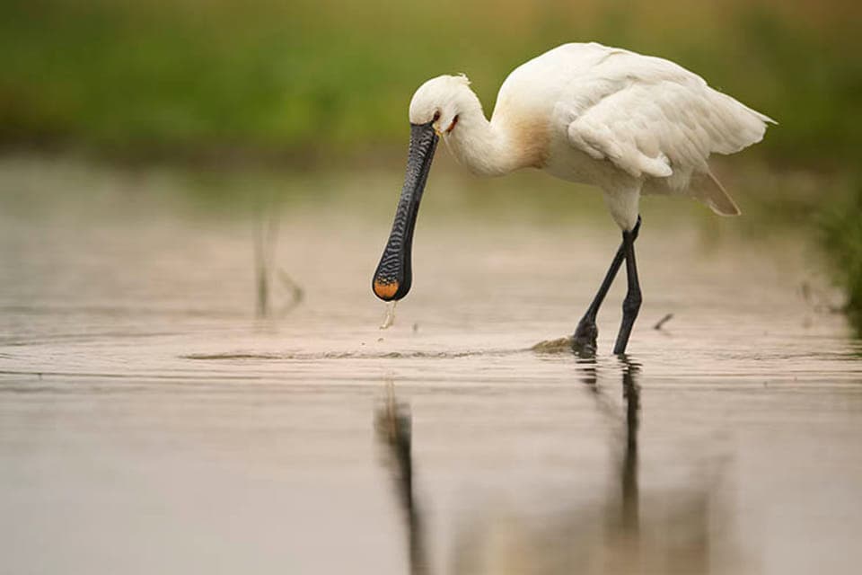 Blauwe Kamer bij Rhenen: 5 Mooiste Bezienswaardigheden om te wandelen