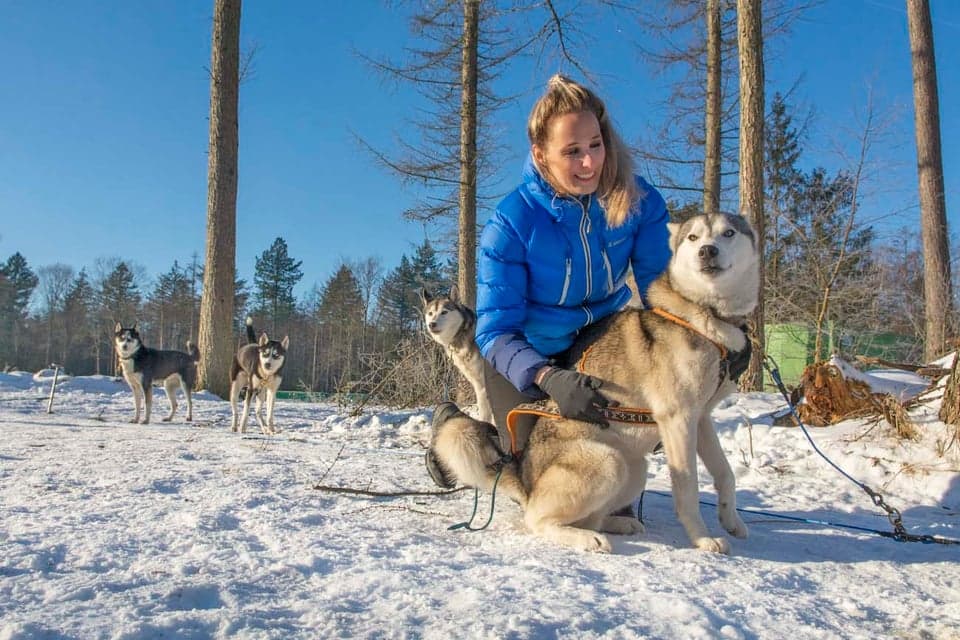 Dutch Husky Experience: Boek een Husky Tocht in Nederland!