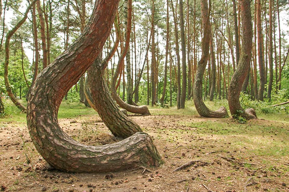 Kromme bomen van Polen: Tips en locatie - Droomplekken.nl