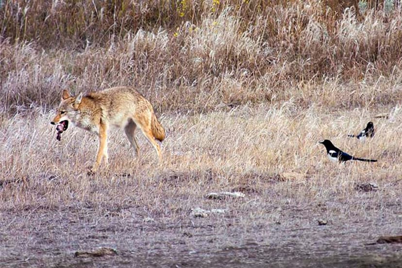 Badlands National Park: De 10 Bezienswaardigheden in Amerika ...