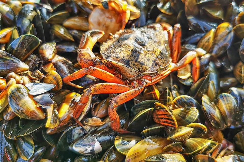 Bruinisse in Zeeland: De 10 Bezienswaardigheden - Droomplekken.nl