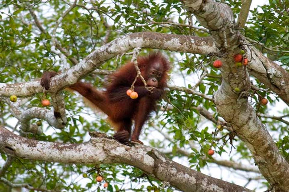 Danum Valley op Borneo: Mooiste plek in Maleisië - Droomplekken.nl