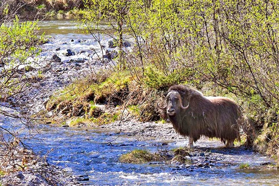 Dovrefjell in Noorwegen: Beste plek voor de muskusos