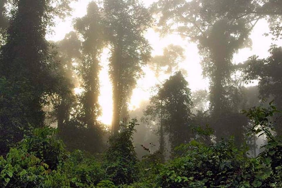 Danum Valley op Borneo: Attracties, Excursies en Overnachten