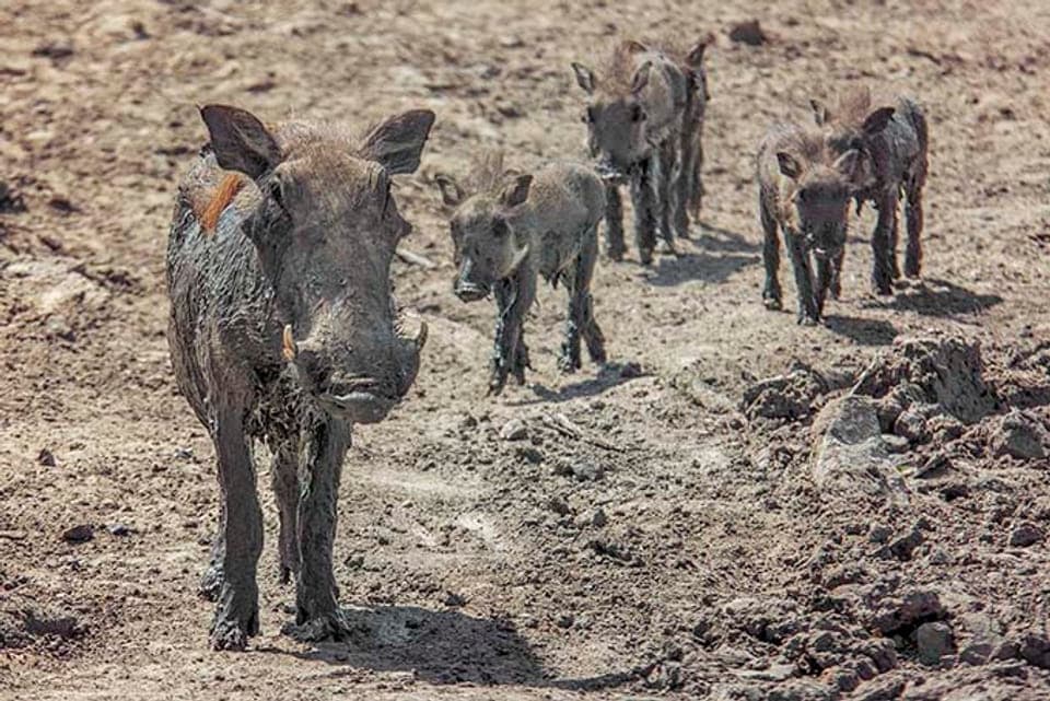 Hluhluwe Imfolozi: Spot de Big Five in Zuid-Afrika's oudste wildpark