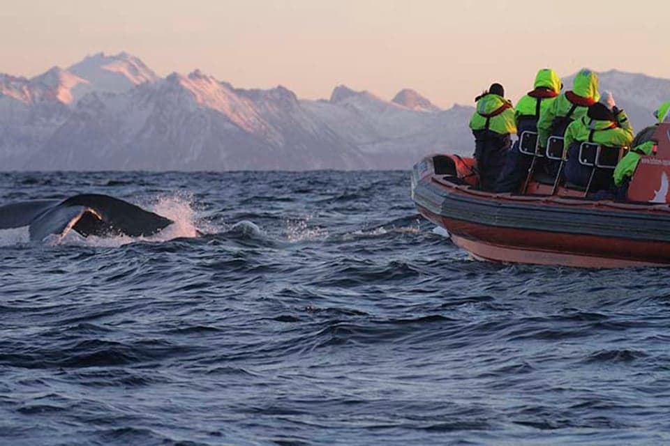 Snorkelen en duiken met orka's en walvissen in Noorwegen