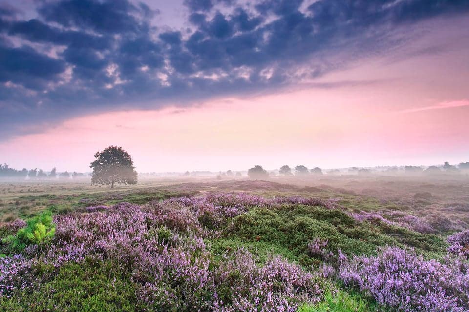 Mooiste heidevelden in Nederland: 21 Heerlijke wandelingen!