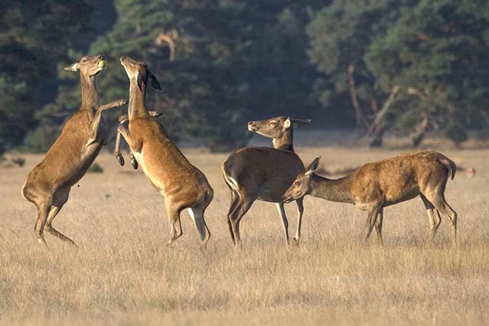 Bronst excursie edelherten op Veluwe of Oostvaardersplassen