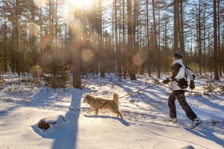 Dutch Husky Experience: Husky Tocht in Nederland!