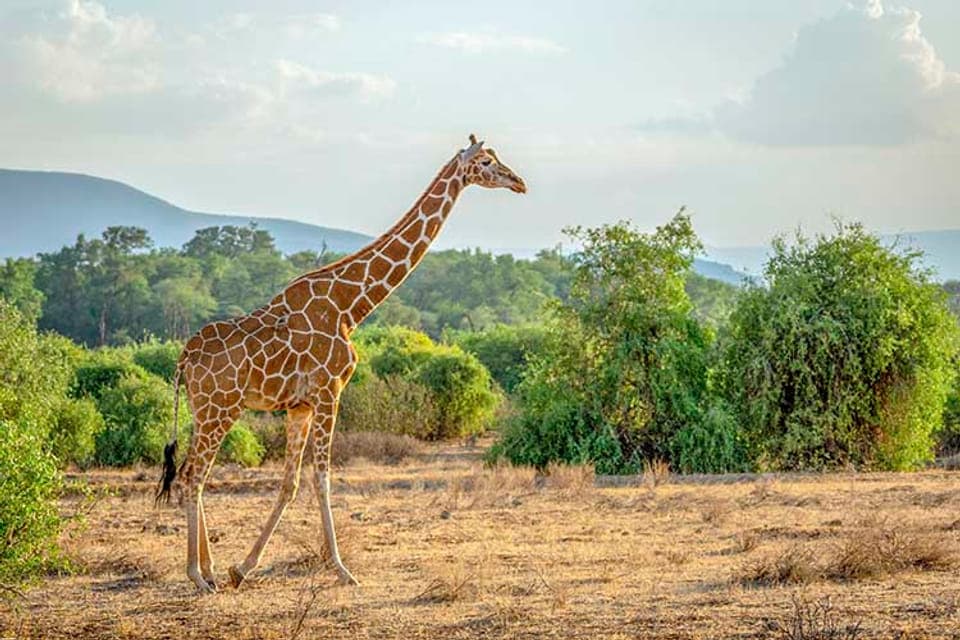 Kameroen: De 3 mooiste Bezienswaardigheden - Droomplekken.nl