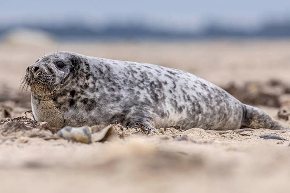 Vlieland: De 20 Mooiste Bezienswaardigheden en leukste excursies
