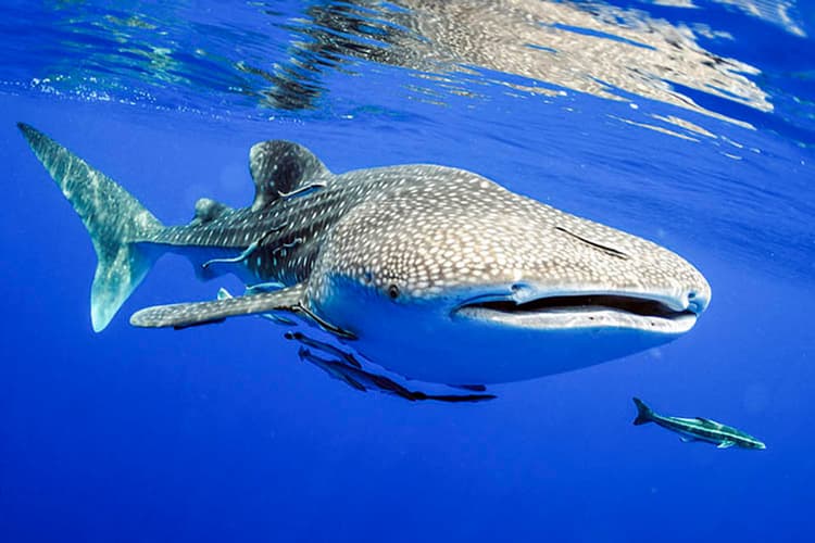 Duiken en snorkelen in de Rode Zee: 25 Handige Tips - Droomplekken.nl