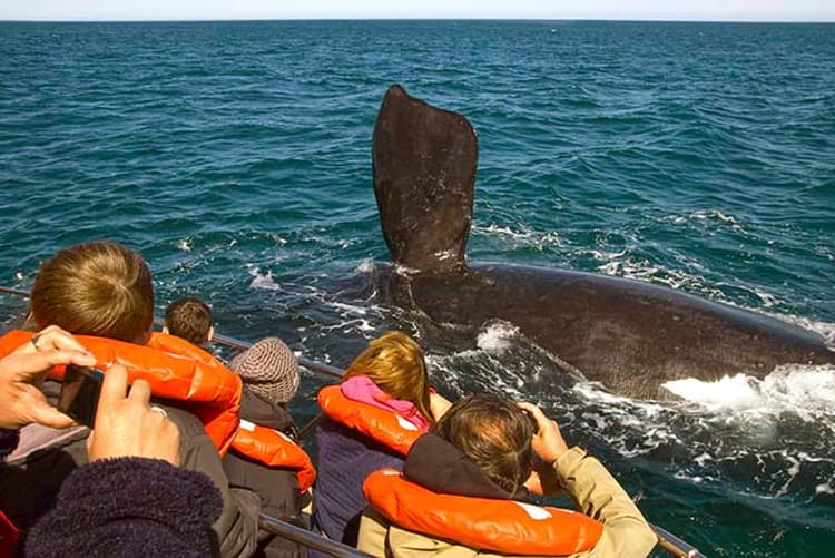 Walvissen van Hermanus in Zuid-Afrika: De 10 Tips - Droomplekken.nl