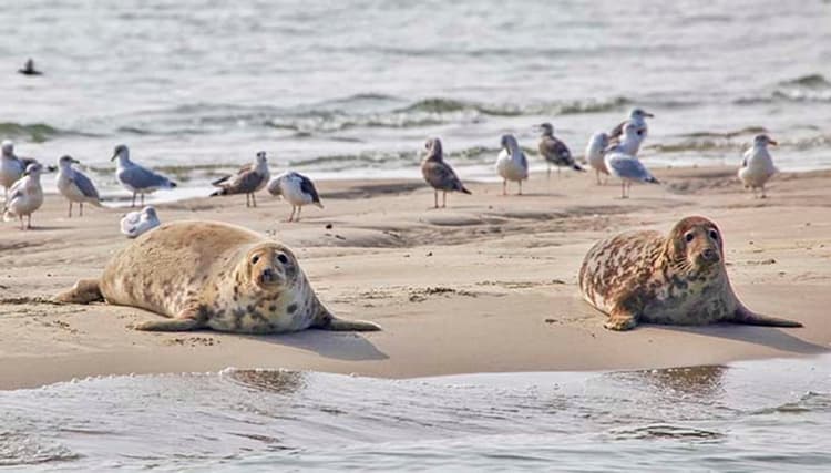 Oosterschelde Nationaal Park: De 10 Mooiste Bezienswaardigheden