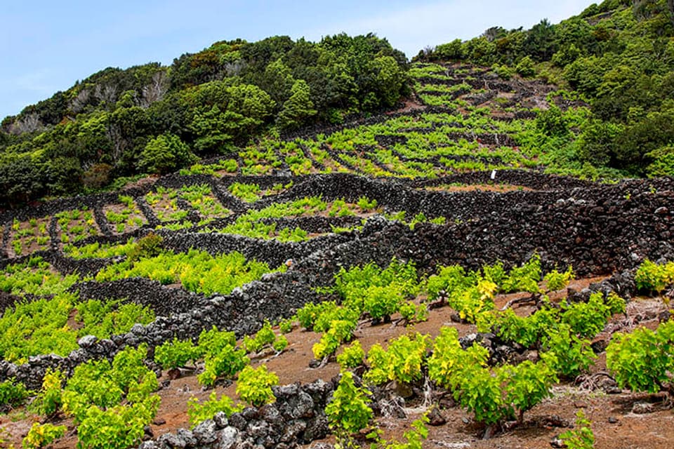 Pico op de Azoren: 10 Bezienswaardigheden voor dit vulkaan eiland
