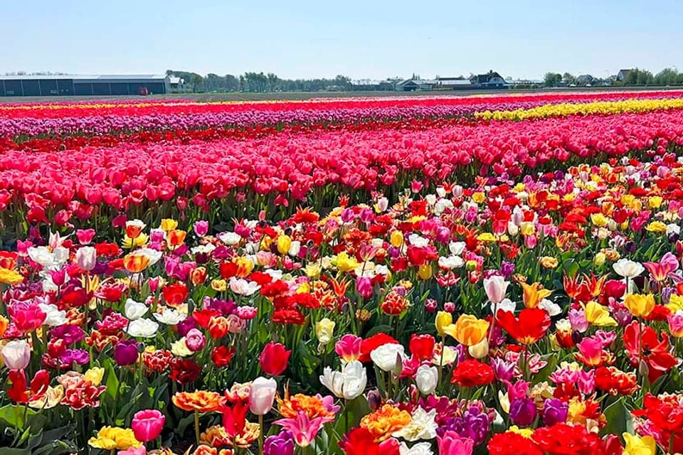 Tulpenvelden in Nederland: De 10 Mooiste plekken voor Bloembollen