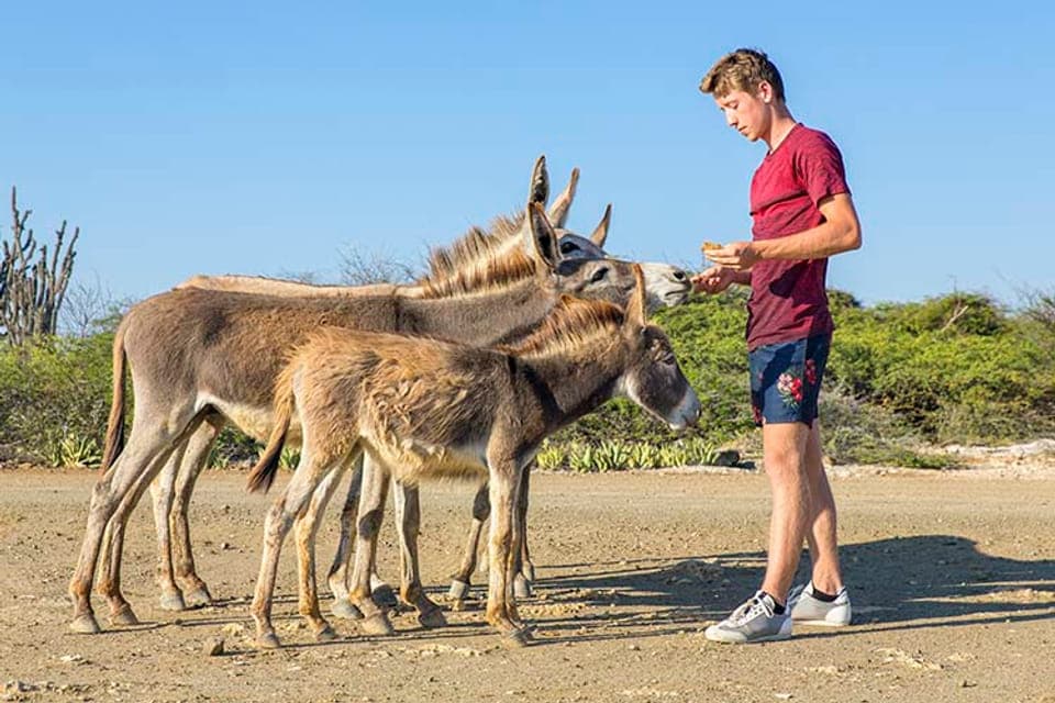 Donkey Sanctuary Bonaire: Opvancentrum voor ezels - Droomplekken.nl