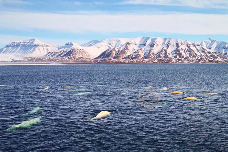 Witte dolfijn of beloega: Beste plekken om dit dier te zien
