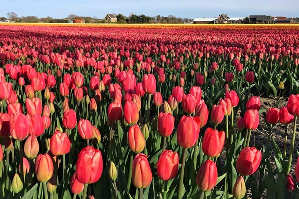 Tulpenvelden in Nederland: De 10 Mooiste plekken voor Bloembollen