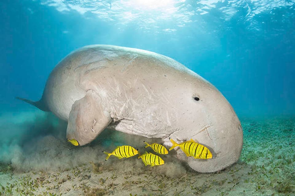 Duiken en snorkelen in de Rode Zee: 25 Handige Tips - Droomplekken.nl