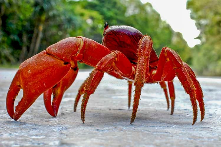 Rode krabben trek op Christmas Island: Alle tips - Droomplekken.nl