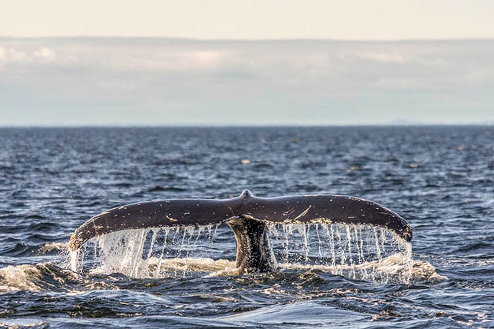 Walvissen St Lawrence-baai bij Tadoussac in Canada - Droomplekken.nl