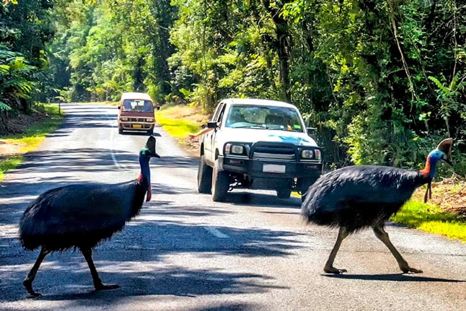 Daintree National Park: De 20 Bezienswaardigheden - Droomplekken.nl