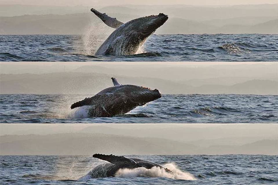 Walvissen van Hermanus in Zuid-Afrika: De 10 Tips - Droomplekken.nl