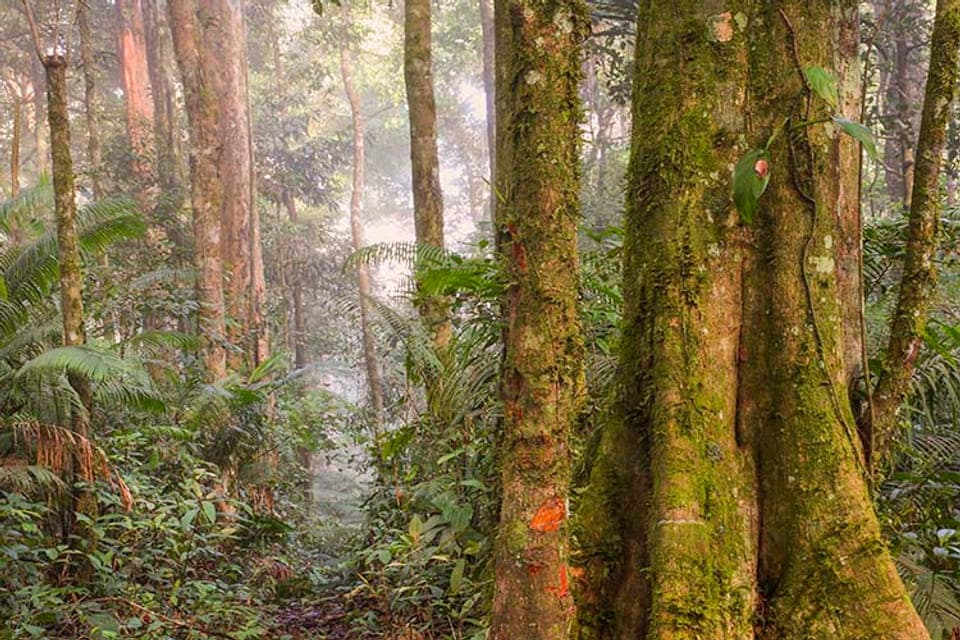 Gunung Leuser National Park: 5 Bezienswaardigheden - Droomplekken.nl