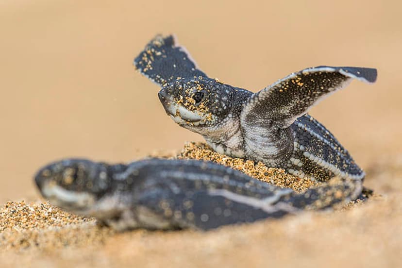 Galibi Nature Reserve: Tips voor de zeeschildpadden excursie