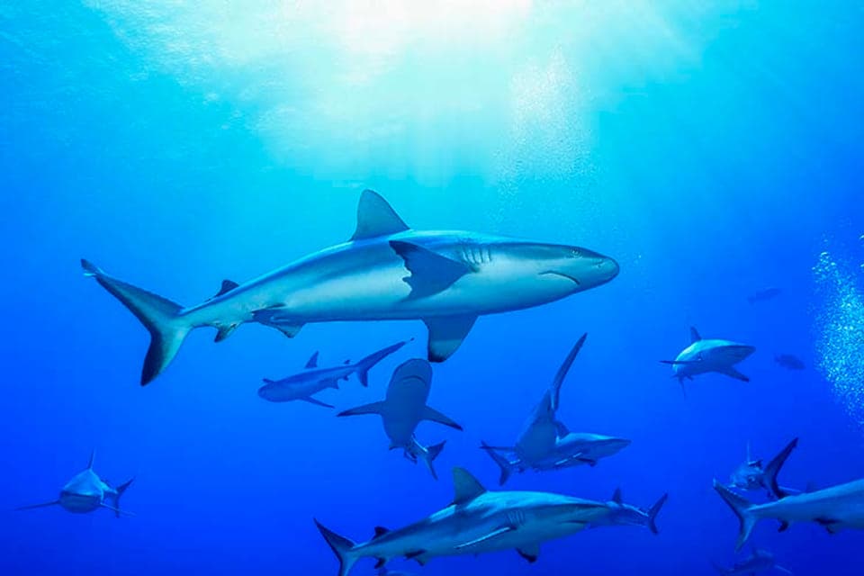 Dieren Great Barrier Reef: 20 soorten vissen en haaien - Droomplekken.nl