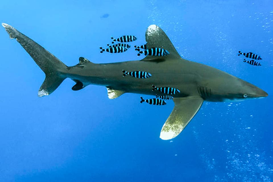 Duiken en snorkelen in de Rode Zee: 25 Handige Tips - Droomplekken.nl