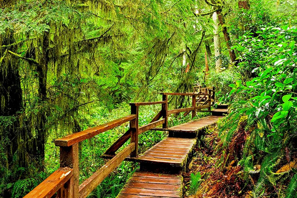Pacific Rim National Park Reserve: Wandelen met Walvissen - Droomplekken.nl