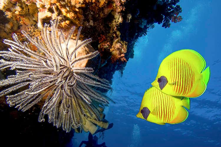 Duiken en snorkelen in de Rode Zee: 25 Handige Tips - Droomplekken.nl