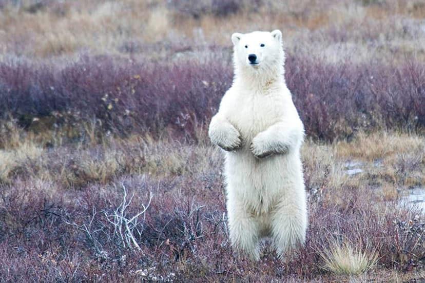 IJsberen bij Churchill: Hudsonbaai in Canada - Beste plek om ijsberen ...