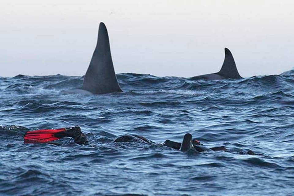 Snorkelen en duiken met orka's en walvissen in Noorwegen